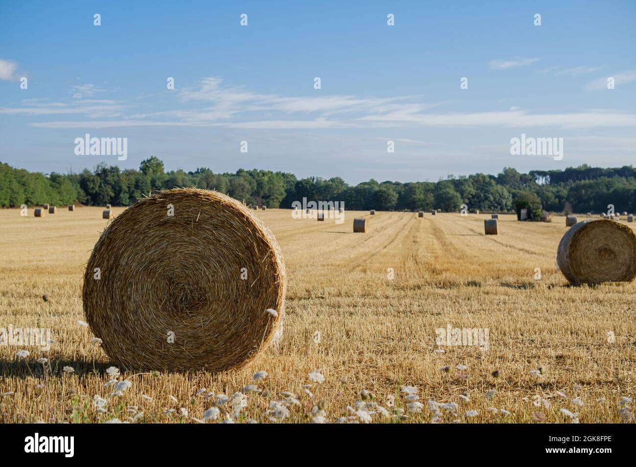 Wheel straw hi-res stock photography and images - Alamy