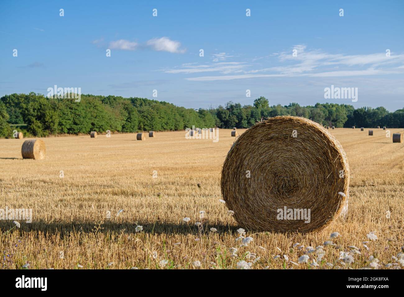 Straw wheels on a harvested agricultural yellow field on a blue sunny ...