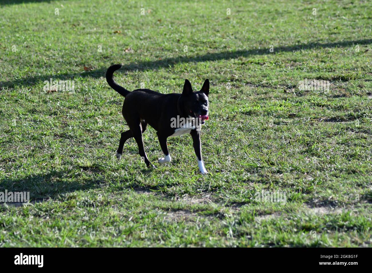 Pitt mix hi-res stock photography and images - Alamy