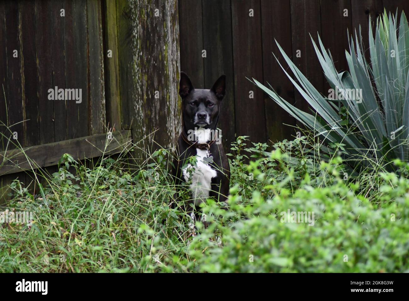 Pitt mix hi-res stock photography and images - Alamy
