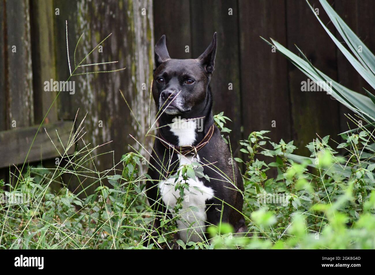 Pitt mix hi-res stock photography and images - Alamy