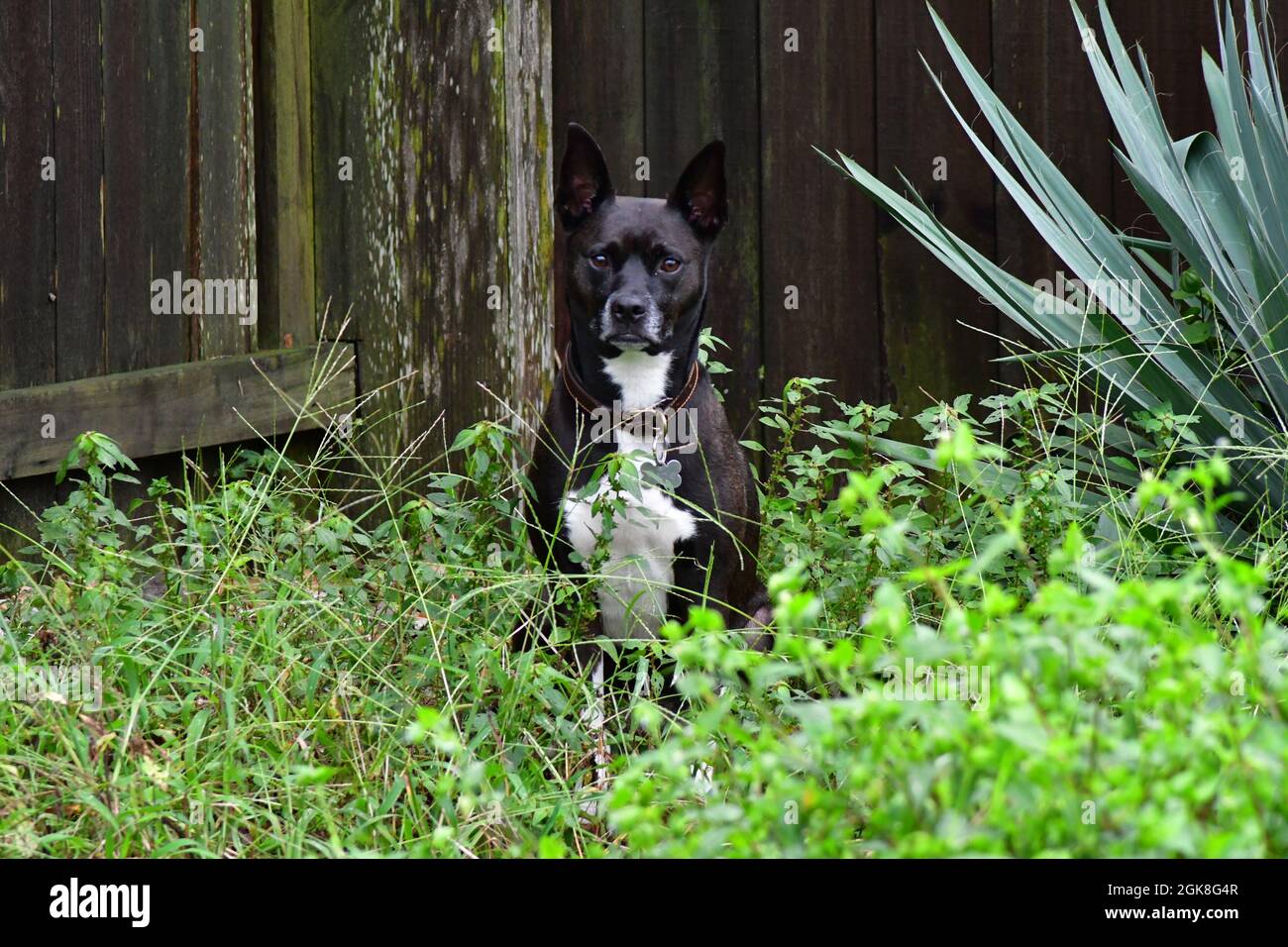 Pitt mix hi-res stock photography and images - Alamy