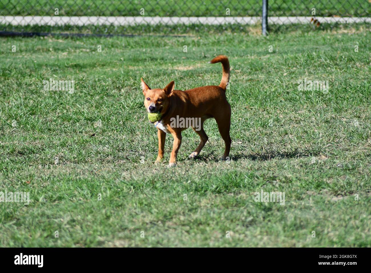 Basenji playing in grassy field Stock Photo - Alamy