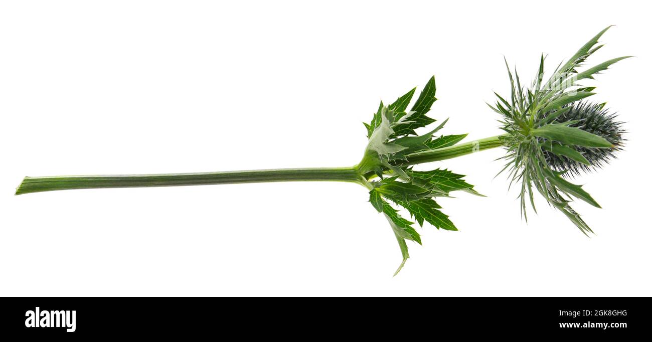 Burr Plant High Resolution Stock Photography and Images - Alamy