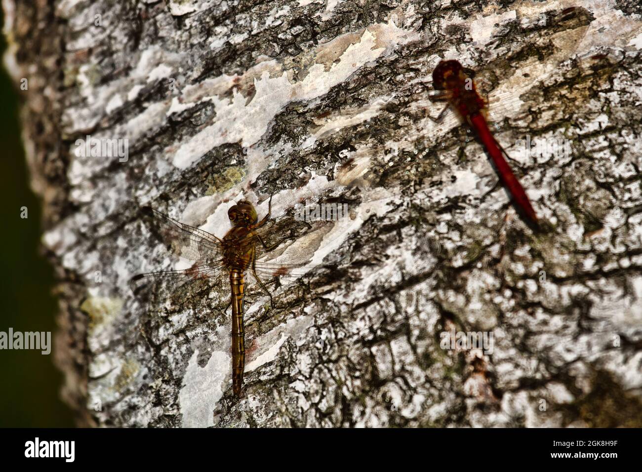 Ruddy sympetrum (Sympetium sanguineum). Dragonflies perch on the white ...