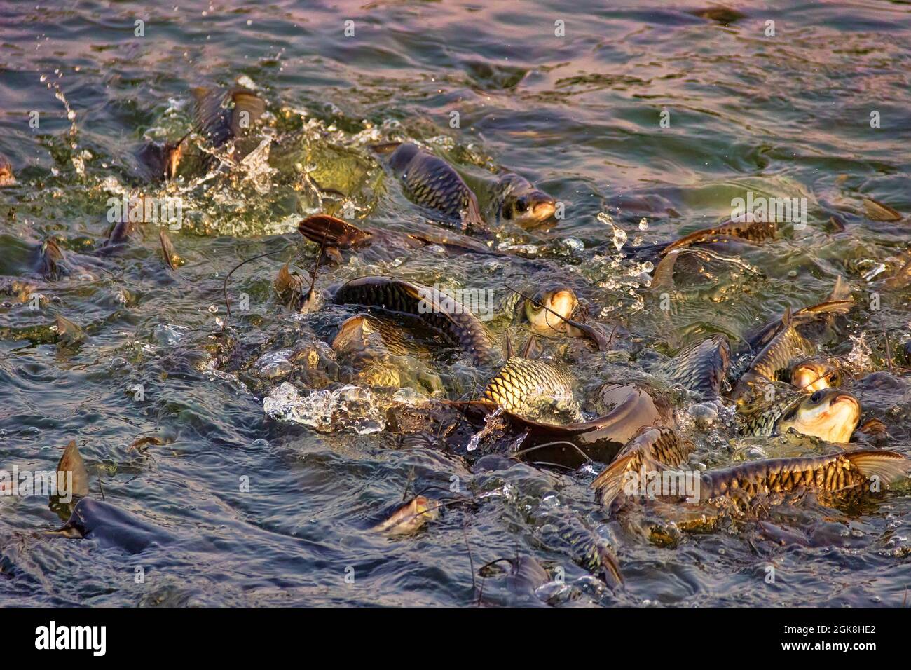 Chinese carp (Ctenopharyngodon idella) are bred in the ponds of ...