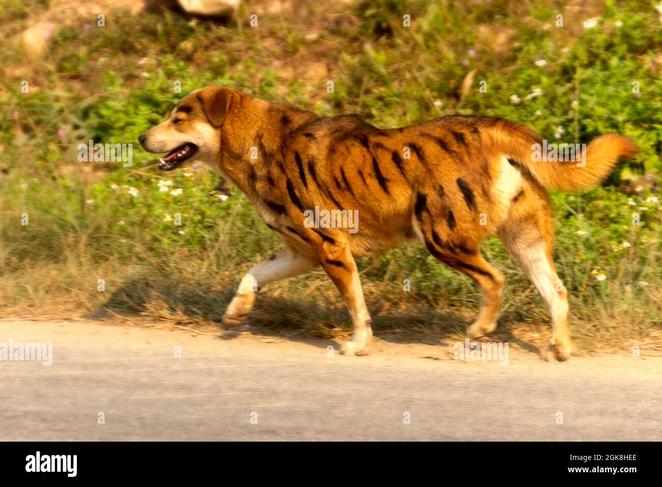 A stray dog of unusual color (tiger or hyena?) on the road. Sri Lanka ...
