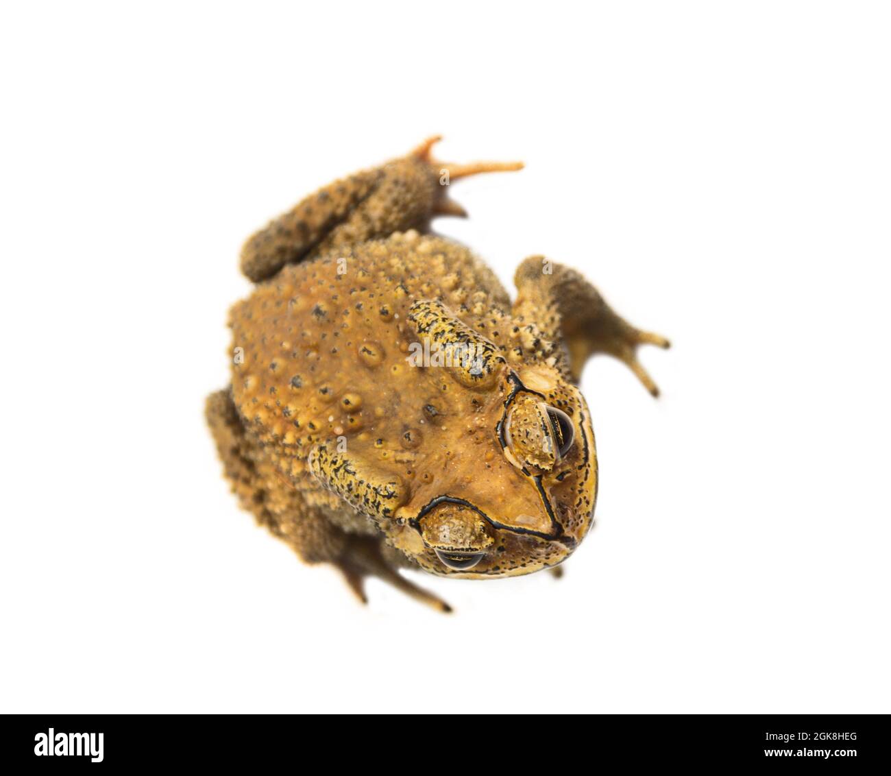 South Asian garden toad (Bufo melanostictus) from Vietnam. The ...