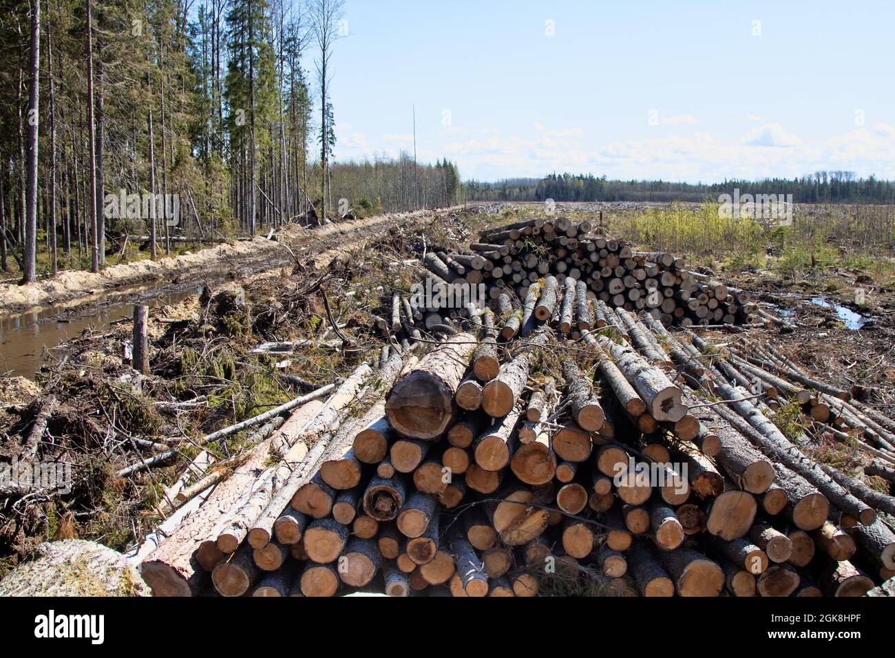 Continuous cutting of the forest area. A roundwood stack (sprus) within ...