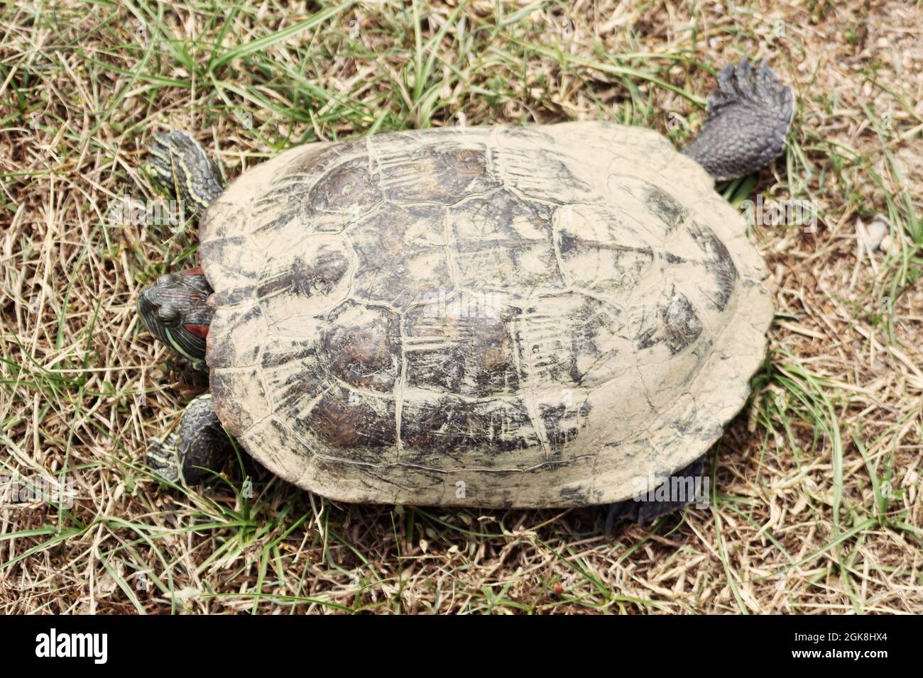 Amboina box turtle (Cuora amboinensis) on the shore of a pond ...