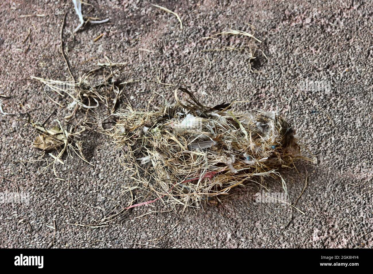 A bird's nest was thrown on the road and gutted. Go bird's nesting ...