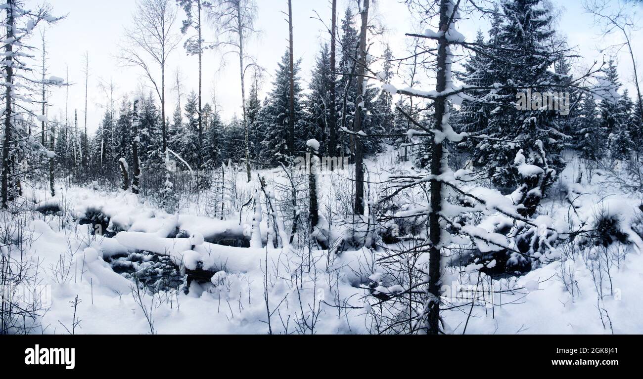 The forest is covered with deep snow after several days of snowfall ...