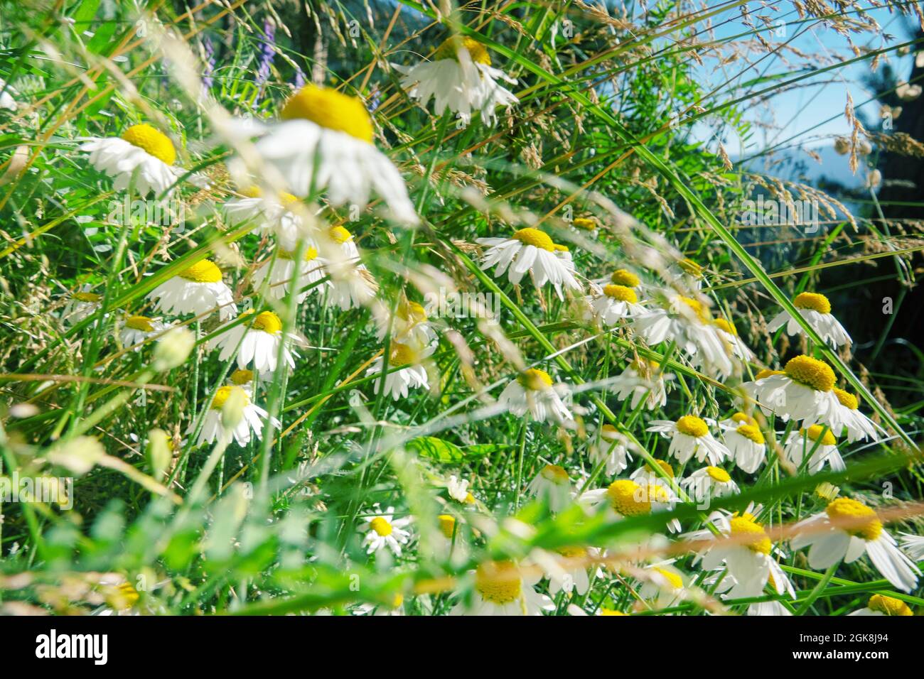 German camomile (Matricaria chamomilla) with drooping petals finish ...