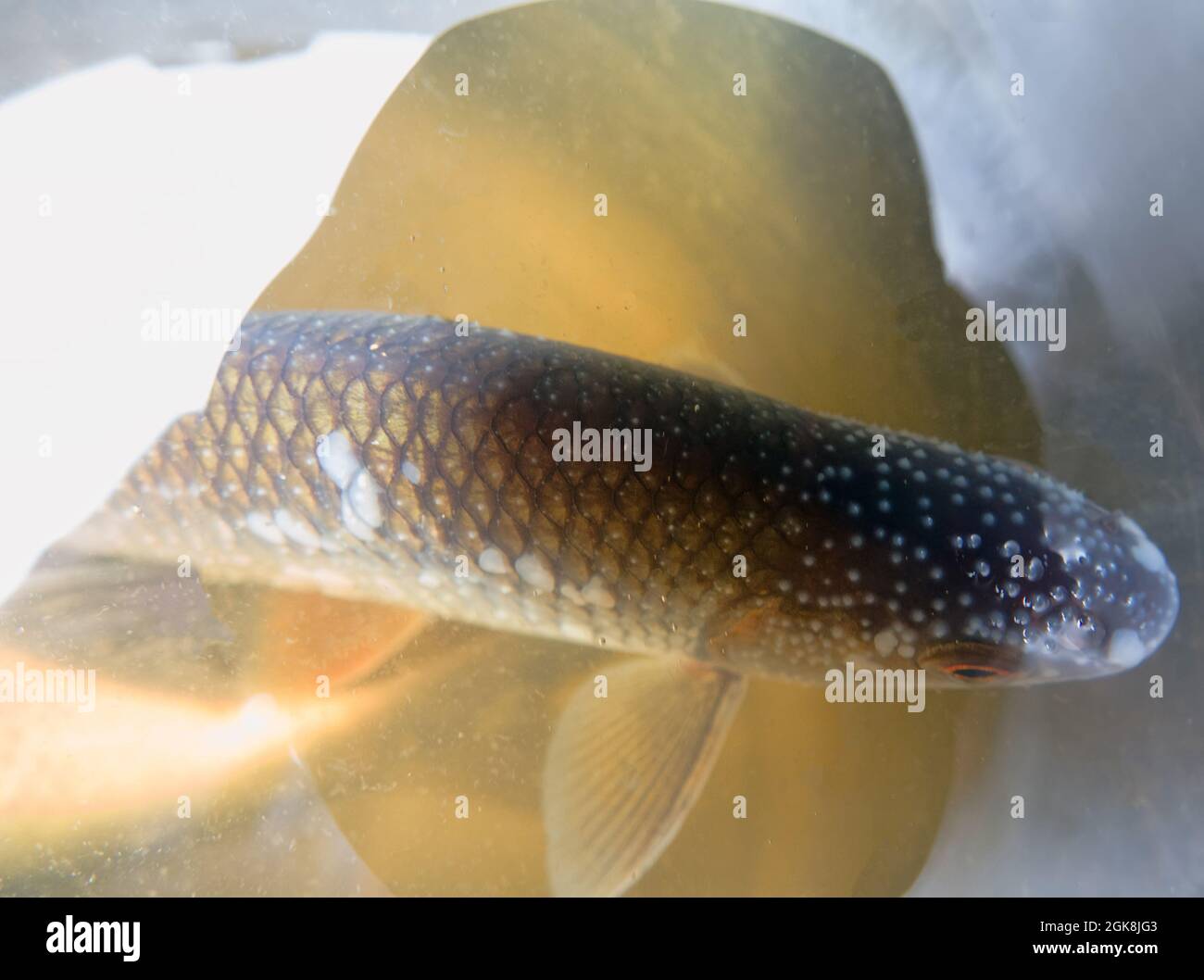 Ichthyology. The Roach (Rutilus rutilus) is in a mating state. In the ...