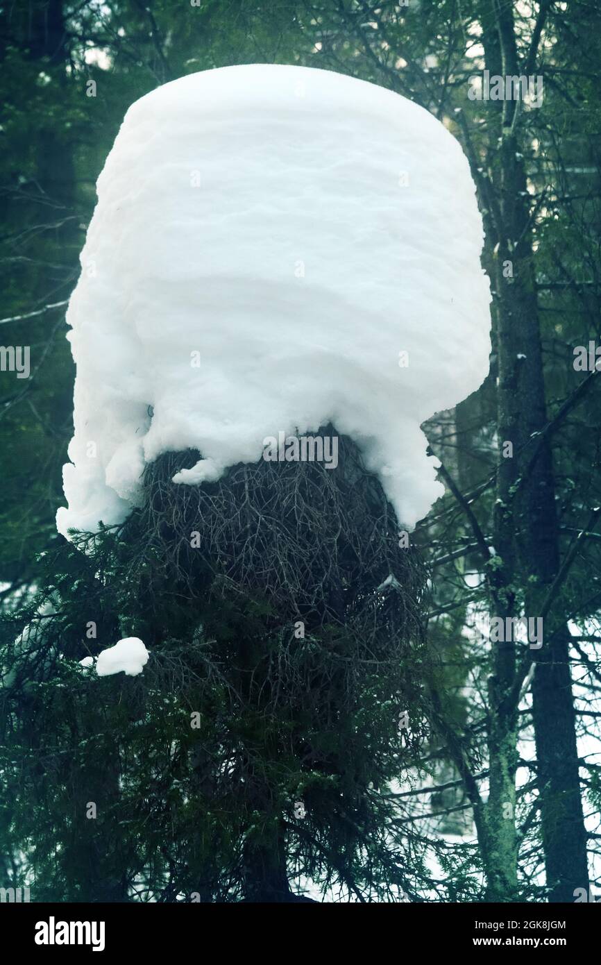 snow mushroom; snowcap covered with frost in the Arctic forest-tundra ...