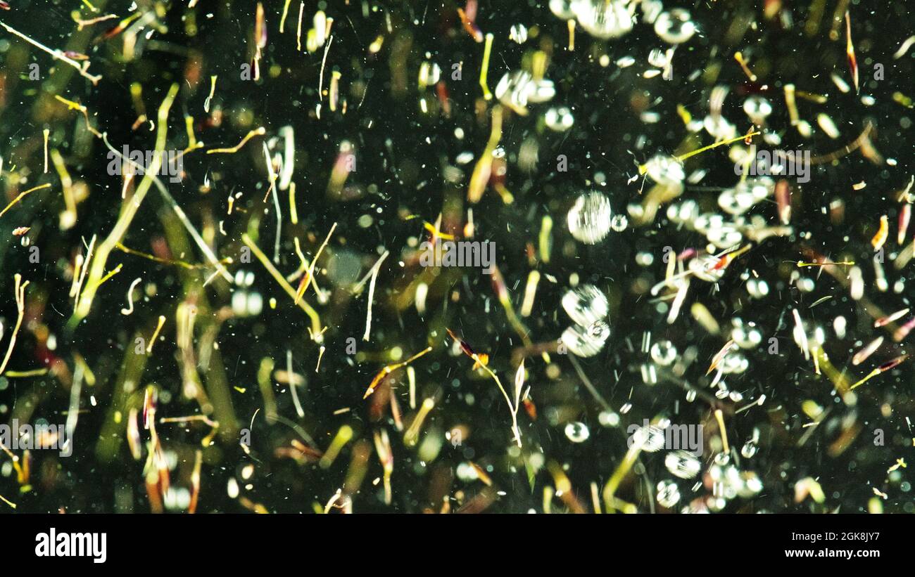 Aqua bio background with particles of plant origin ultra macro ...