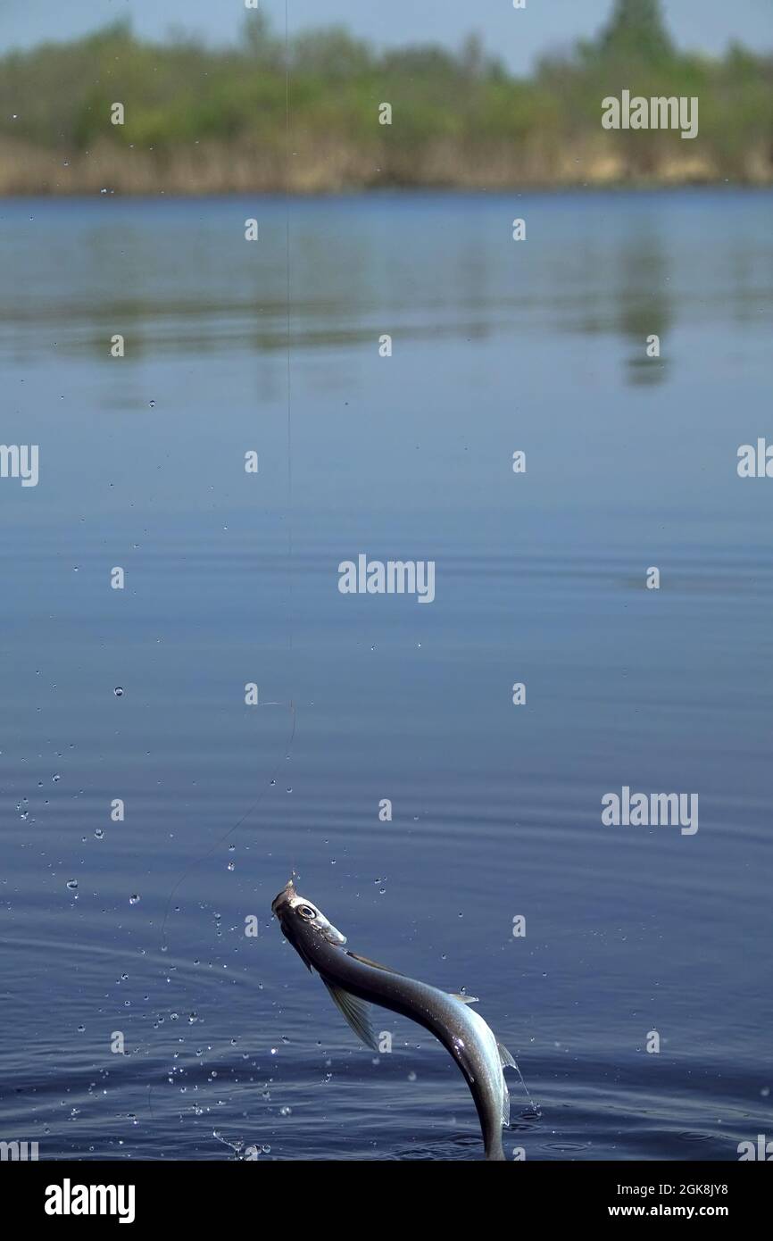 Tooth carp hi-res stock photography and images - Alamy
