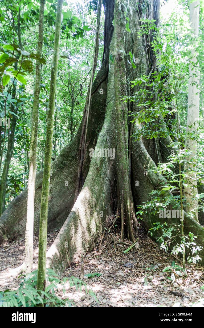 Ceiba tree in National Park Arenal, Costa Rica Stock Photo - Alamy