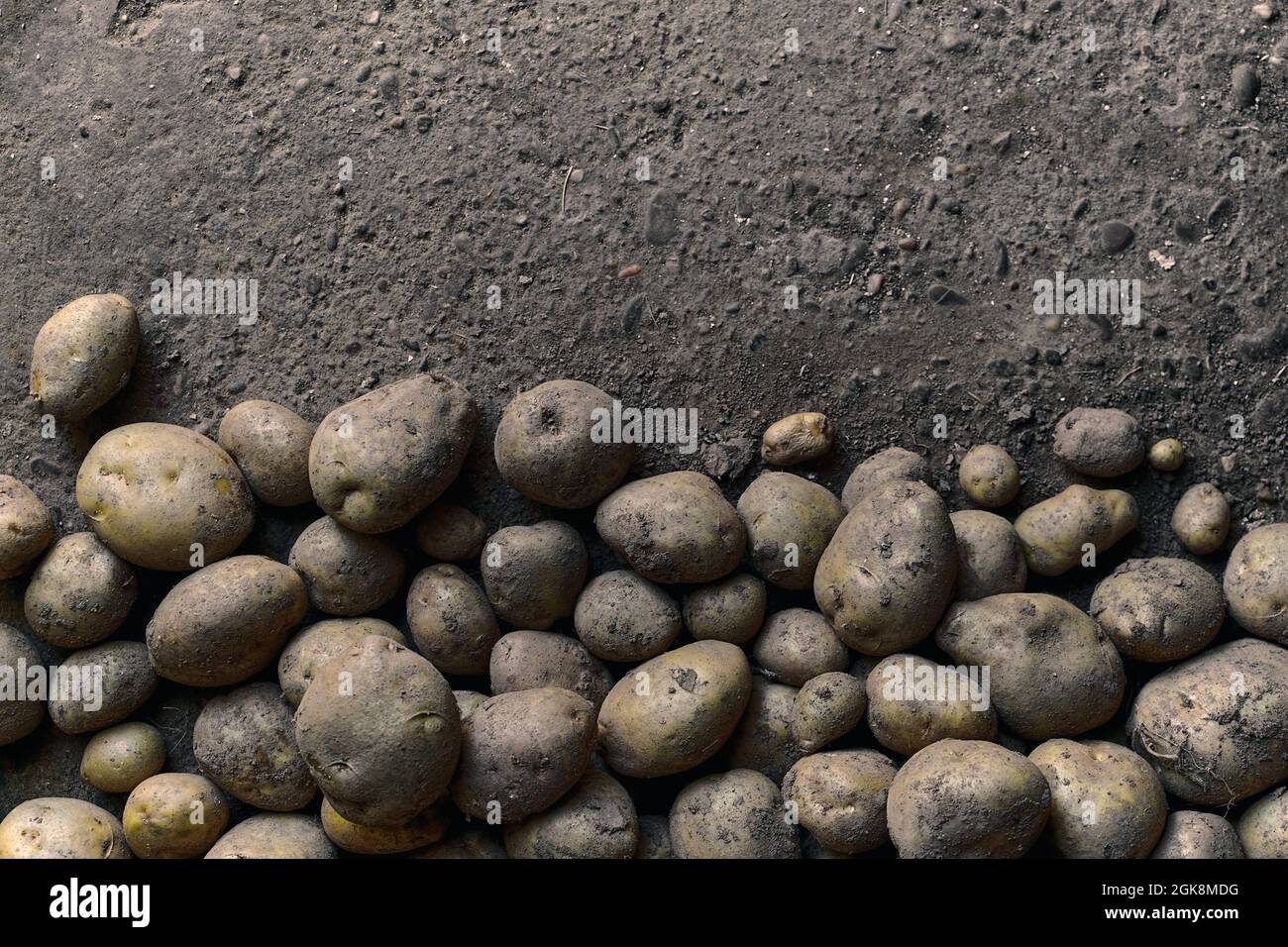 Soil potato plant top view hi-res stock photography and images - Alamy