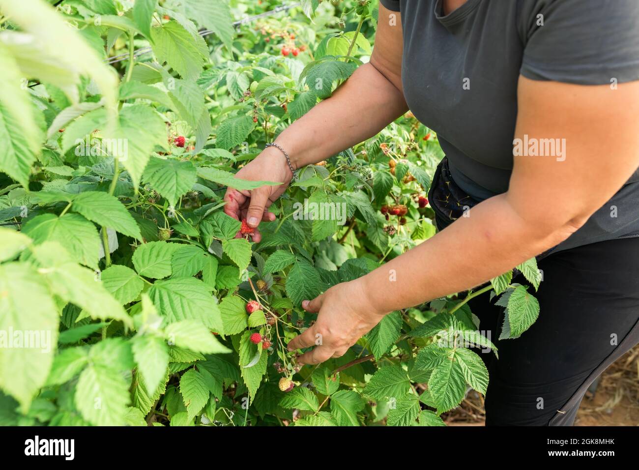 Raspberries fruit greenhouse hi-res stock photography and images - Alamy