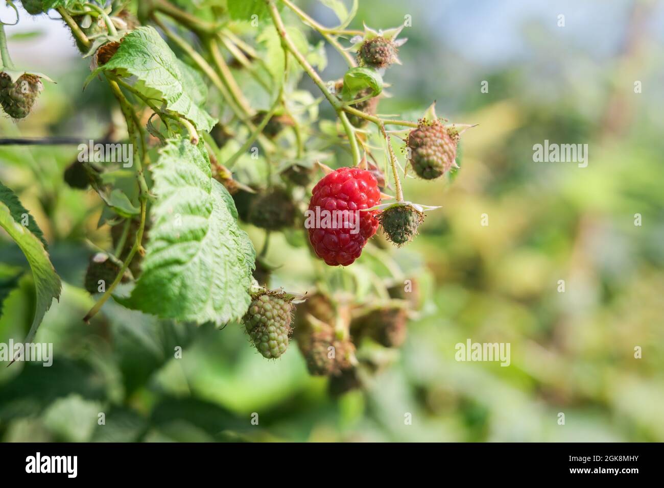 Shrub edible growing hi-res stock photography and images - Alamy