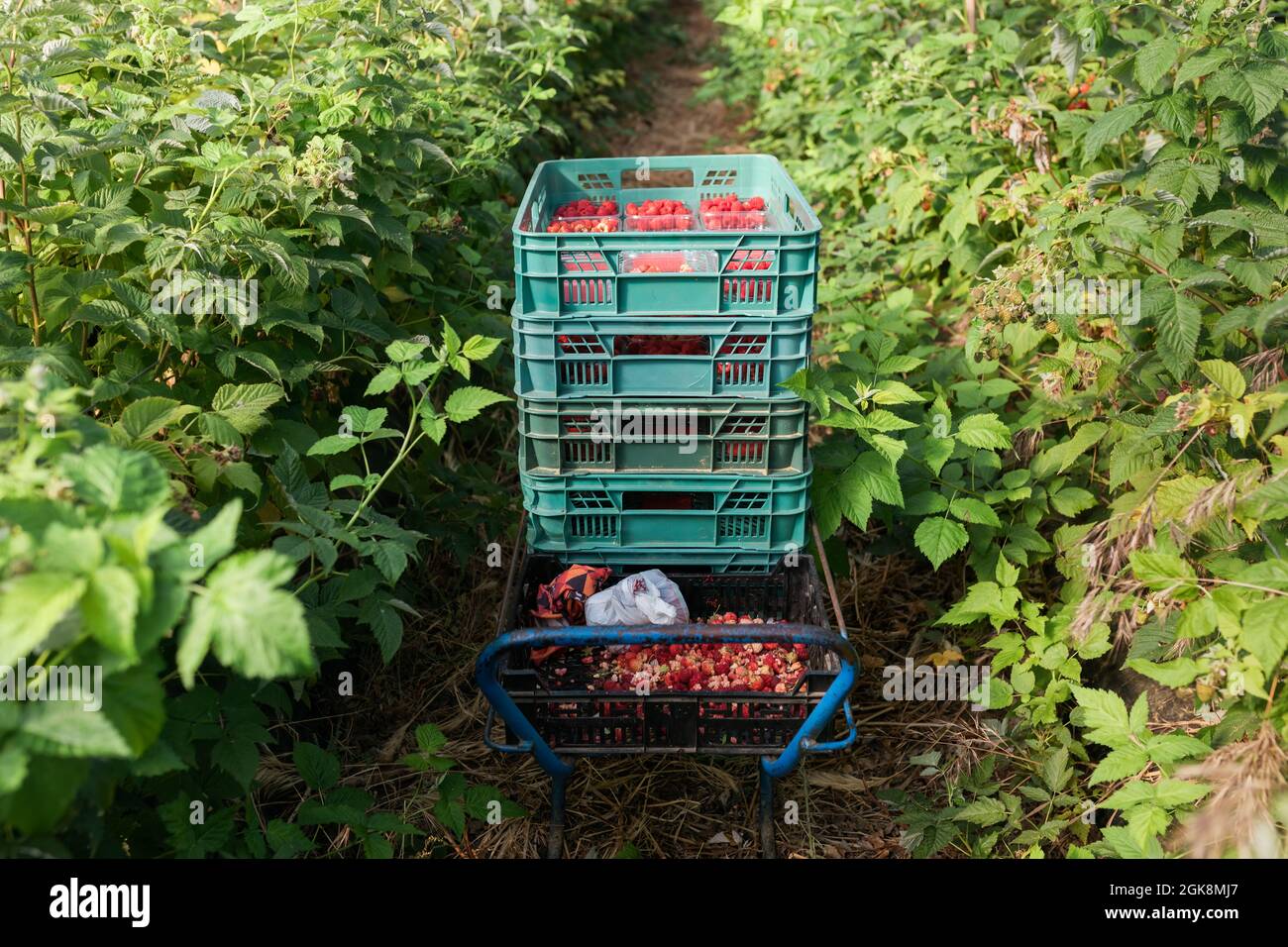 Plastic container full of ripe red raspberries in crates in ...