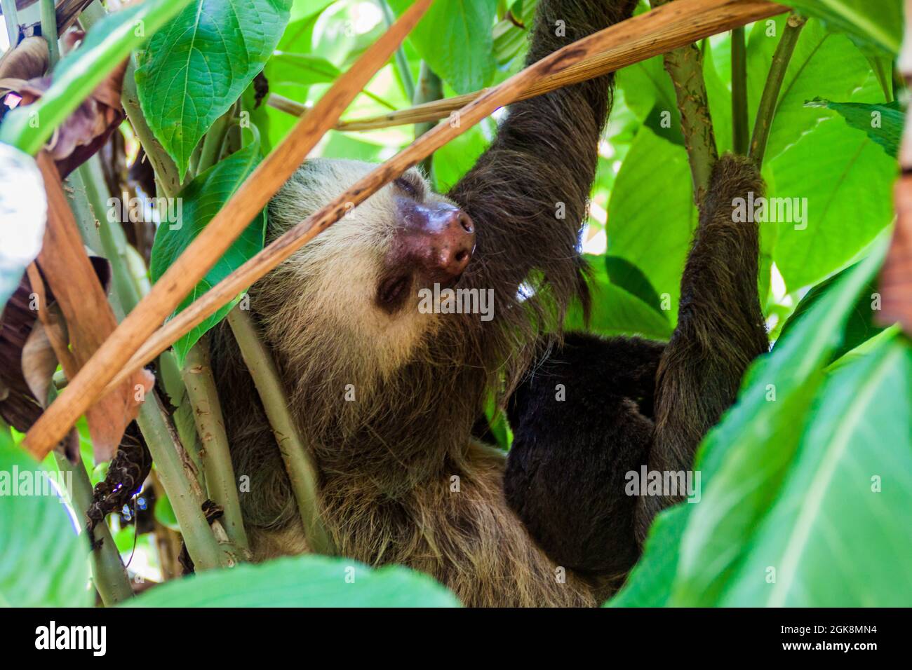 Two-toed sloth with an offspring in a forest near La Fortuna village ...