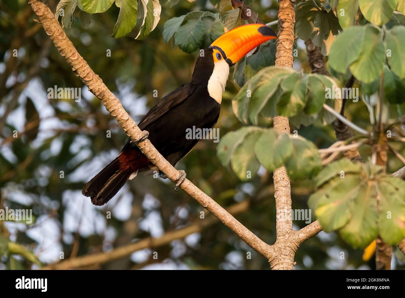 Giant toucan, Ramphastos toco, Atlantic Forest, Brazil Stock Photo - Alamy