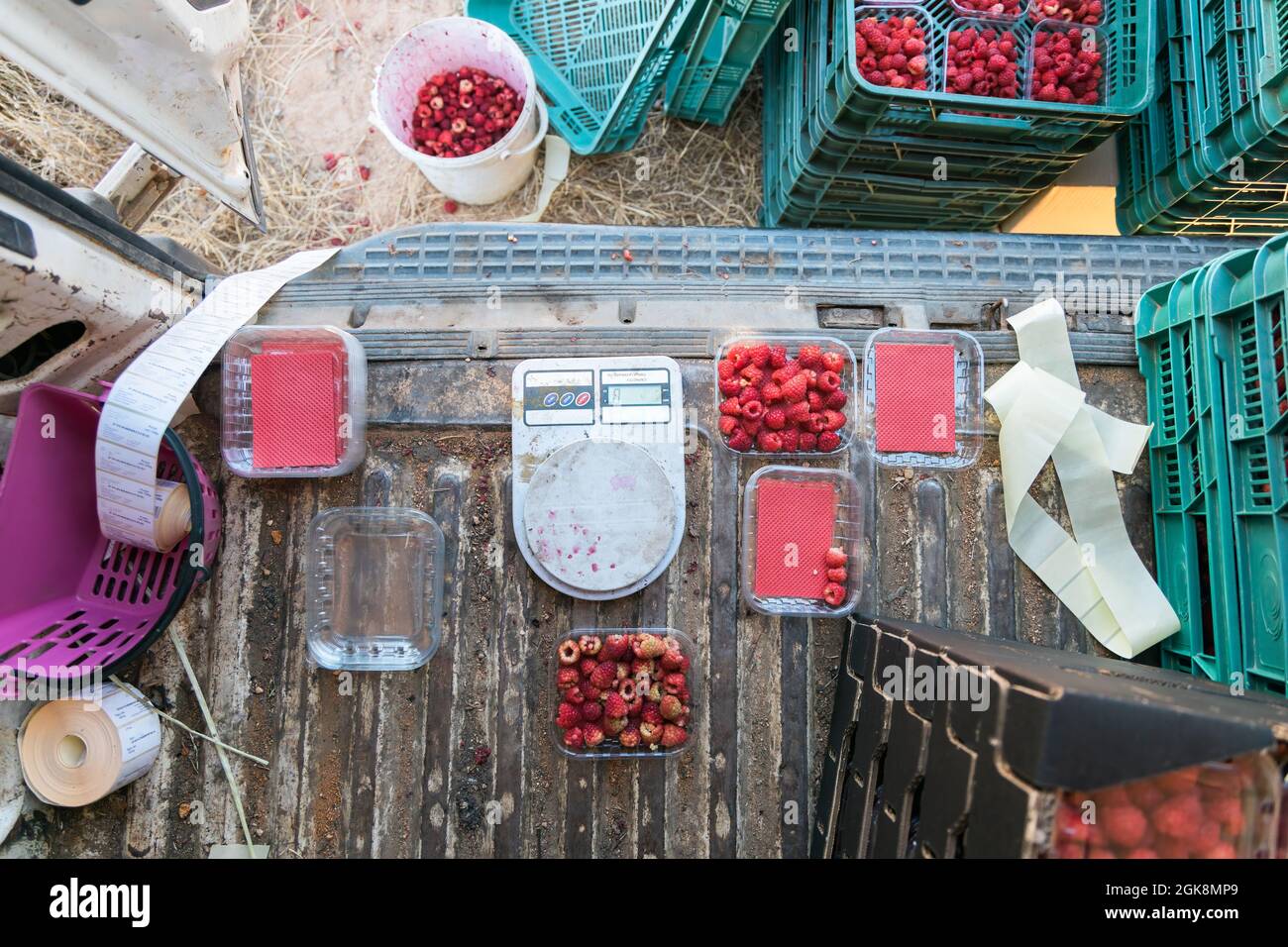 Top view of ripe sweet raspberries in plastic containers placed near ...