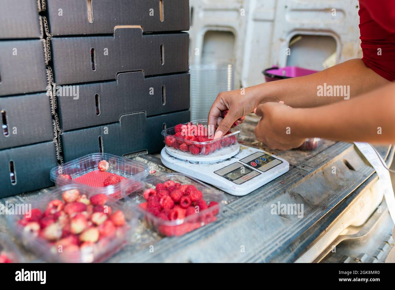 Side view of attentive female gardener measuring weight of ripe ...
