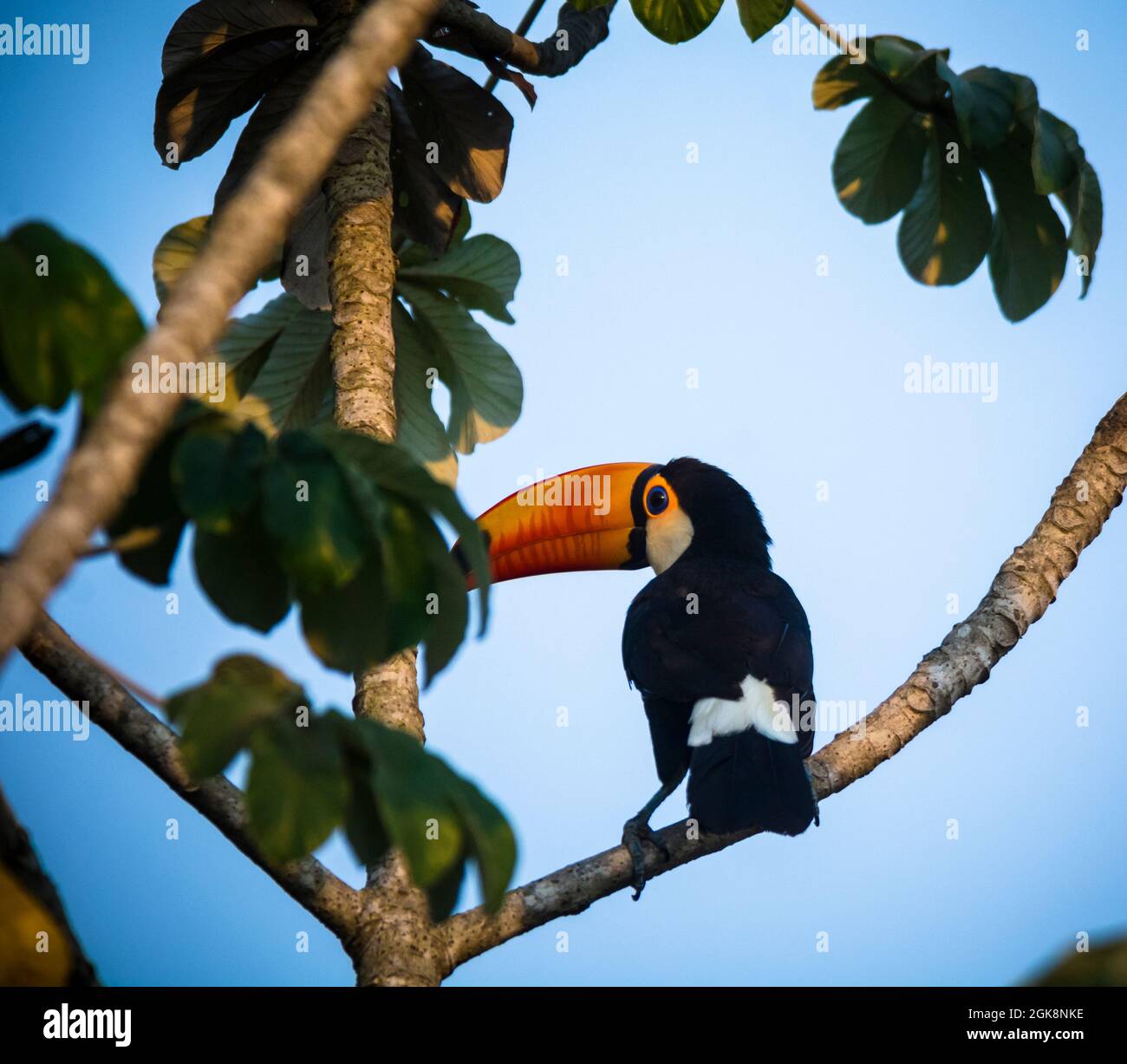 Giant toucan, Ramphastos toco, Atlantic Forest, Brazil Stock Photo - Alamy