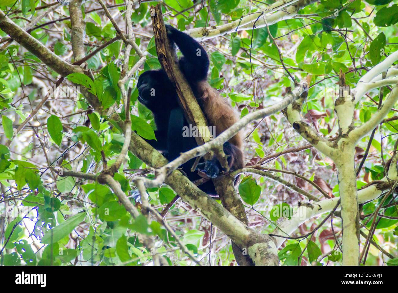 Mantled howler monkey Alouatta palliata in National Park Manuel Antonio ...