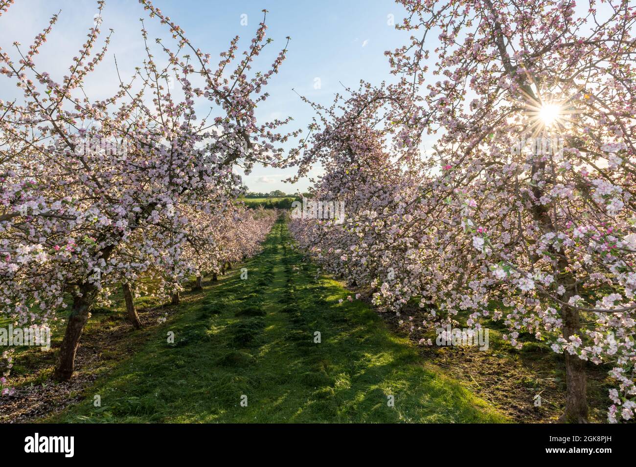 Backlit apple trees in orchard hi-res stock photography and images - Alamy