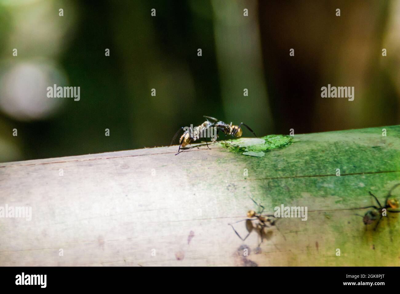 Ants in National Park Manuel Antonio, Costa Rica Stock Photo - Alamy