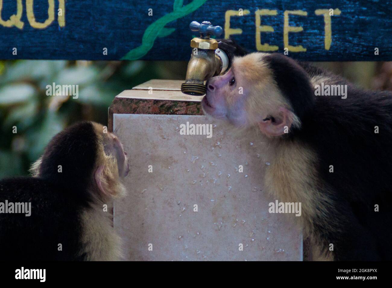 White-headed capuchin monkeys Cebus capucinus drink from a tap in ...