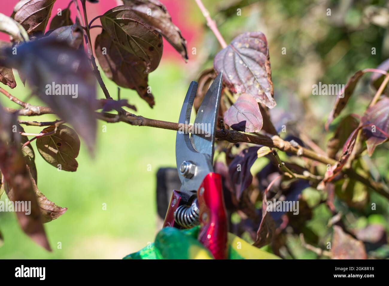 The gardener cuts tree branches with a pruner to form the crown. Tree ...