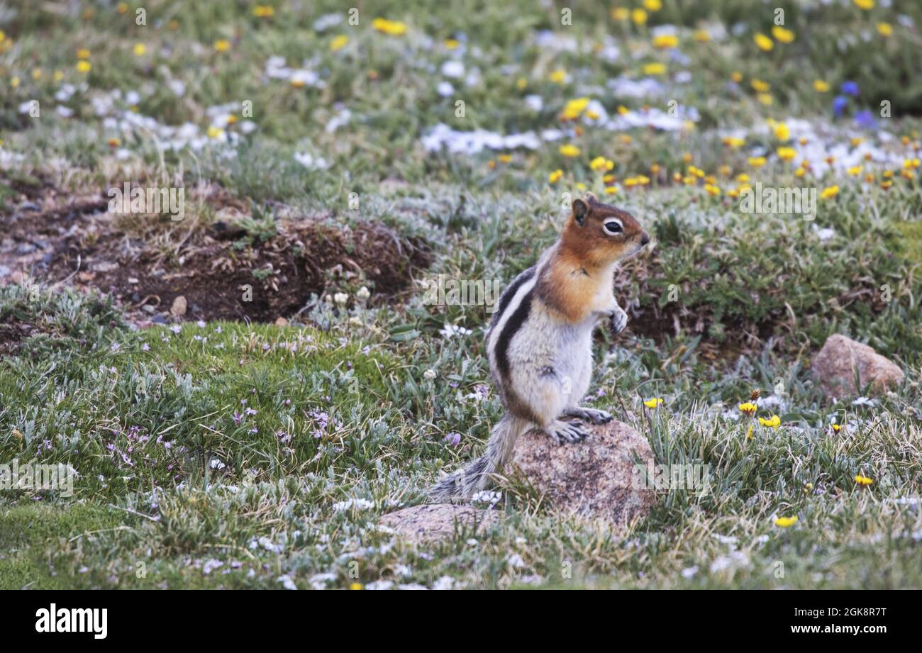 Alert and curious Uinta Chipmunk on rock among yellow wildflowers in ...