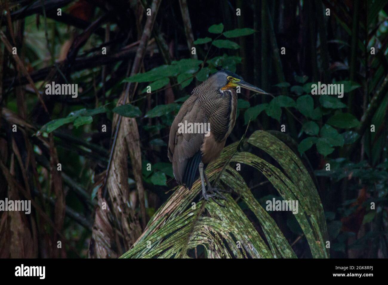 Tiger heron in Tortuguero, Costa Rica Stock Photo - Alamy