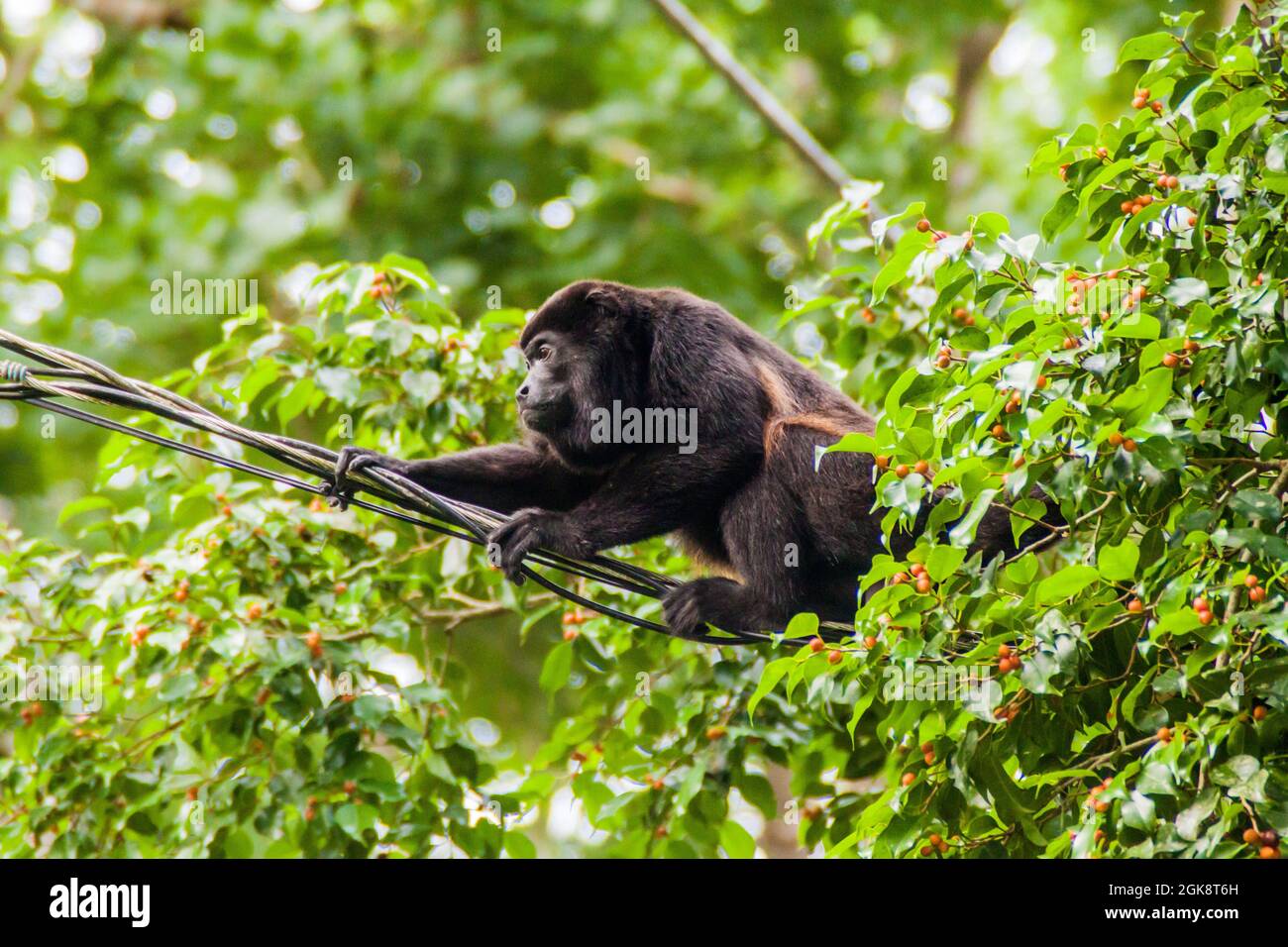 Howler monkey on a cable in Cahuita National Park, Costa Rica Stock ...
