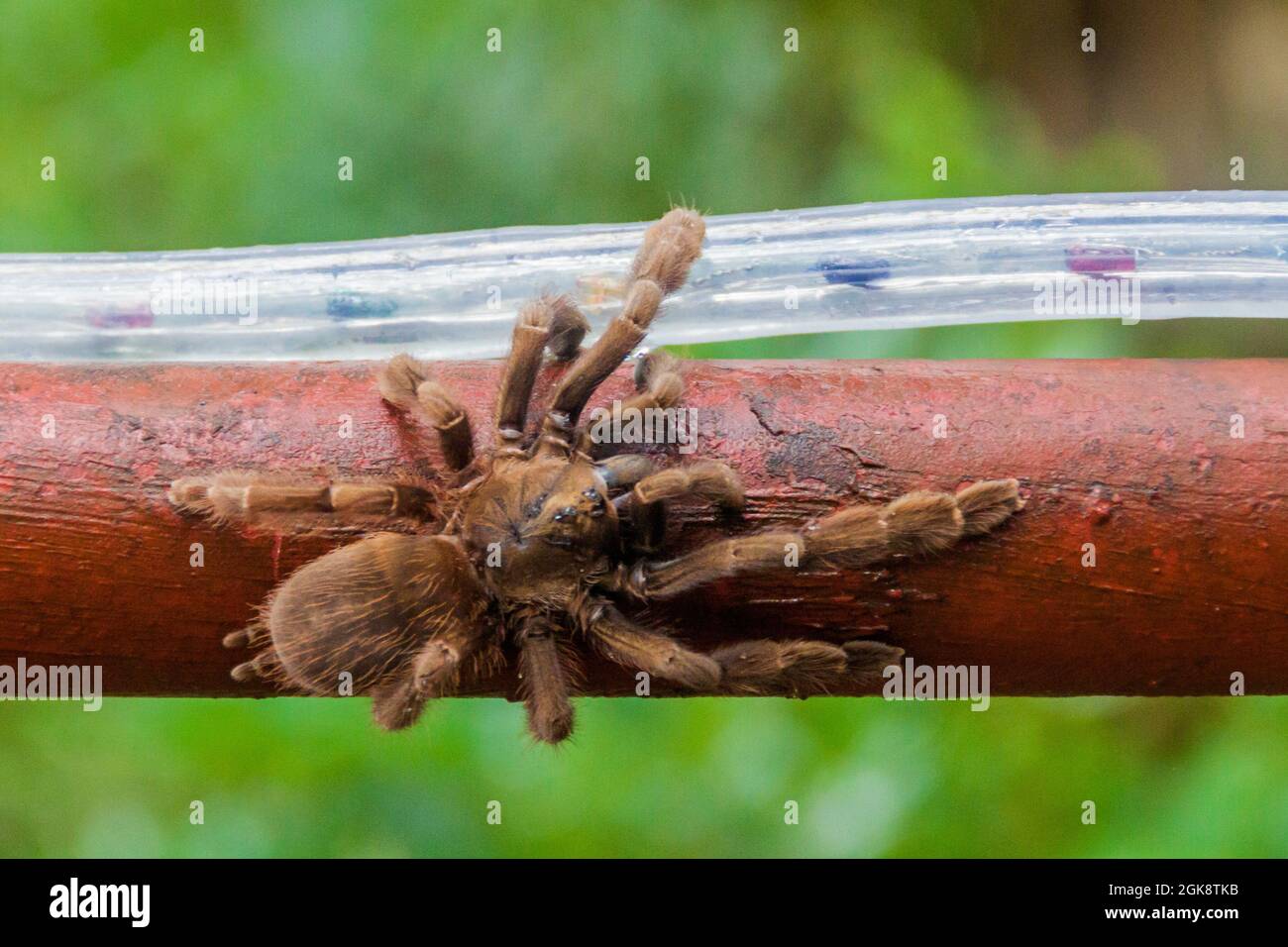 Tarantula on a railing in Panama Stock Photo - Alamy