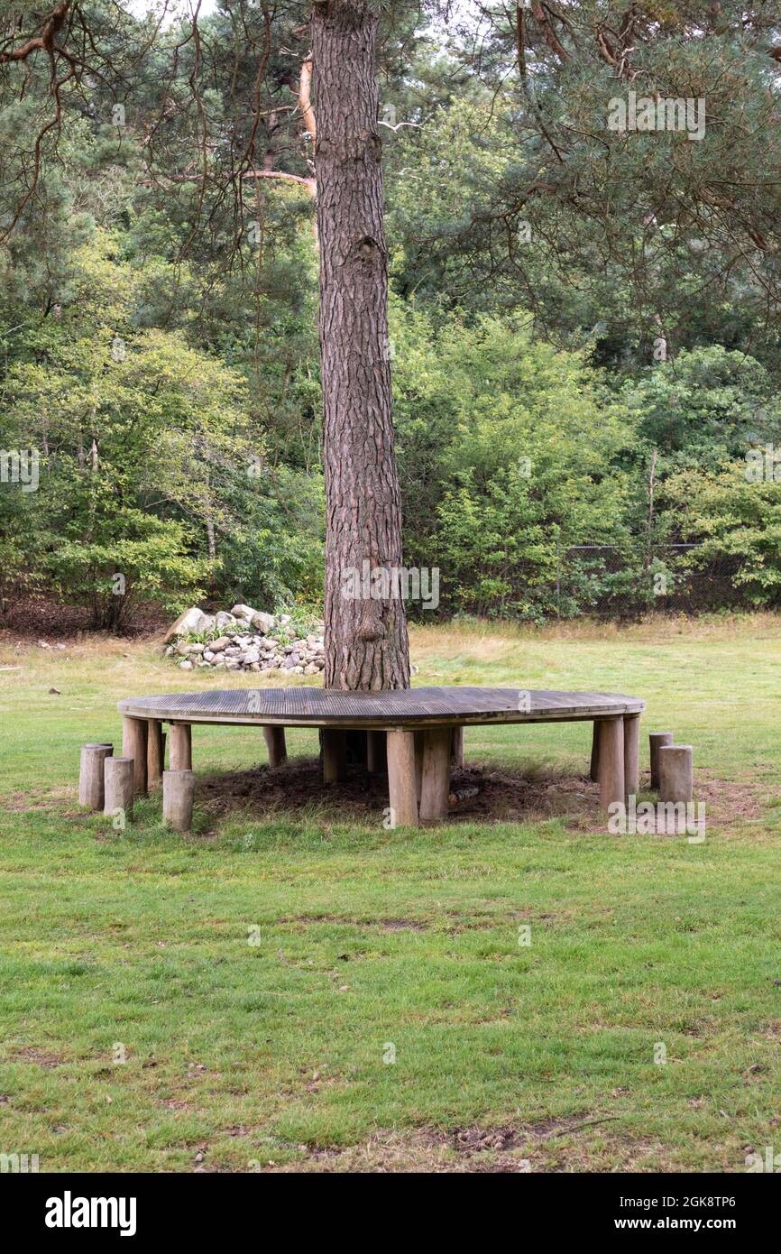 Vertical shot of a park landscape with wooden platform around a tree in ...