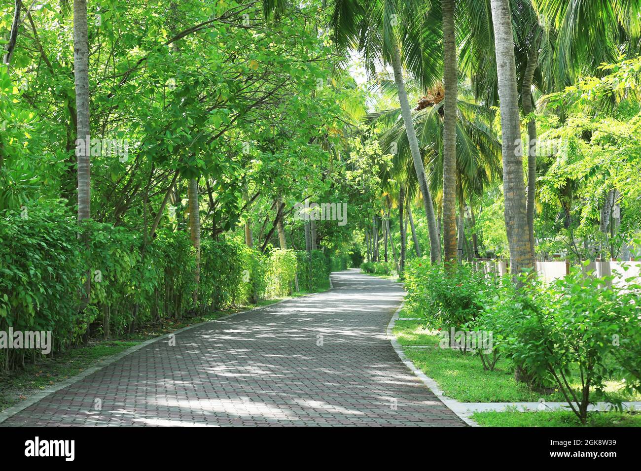 Beautiful alley with tropical plants in botanical garden Stock Photo ...