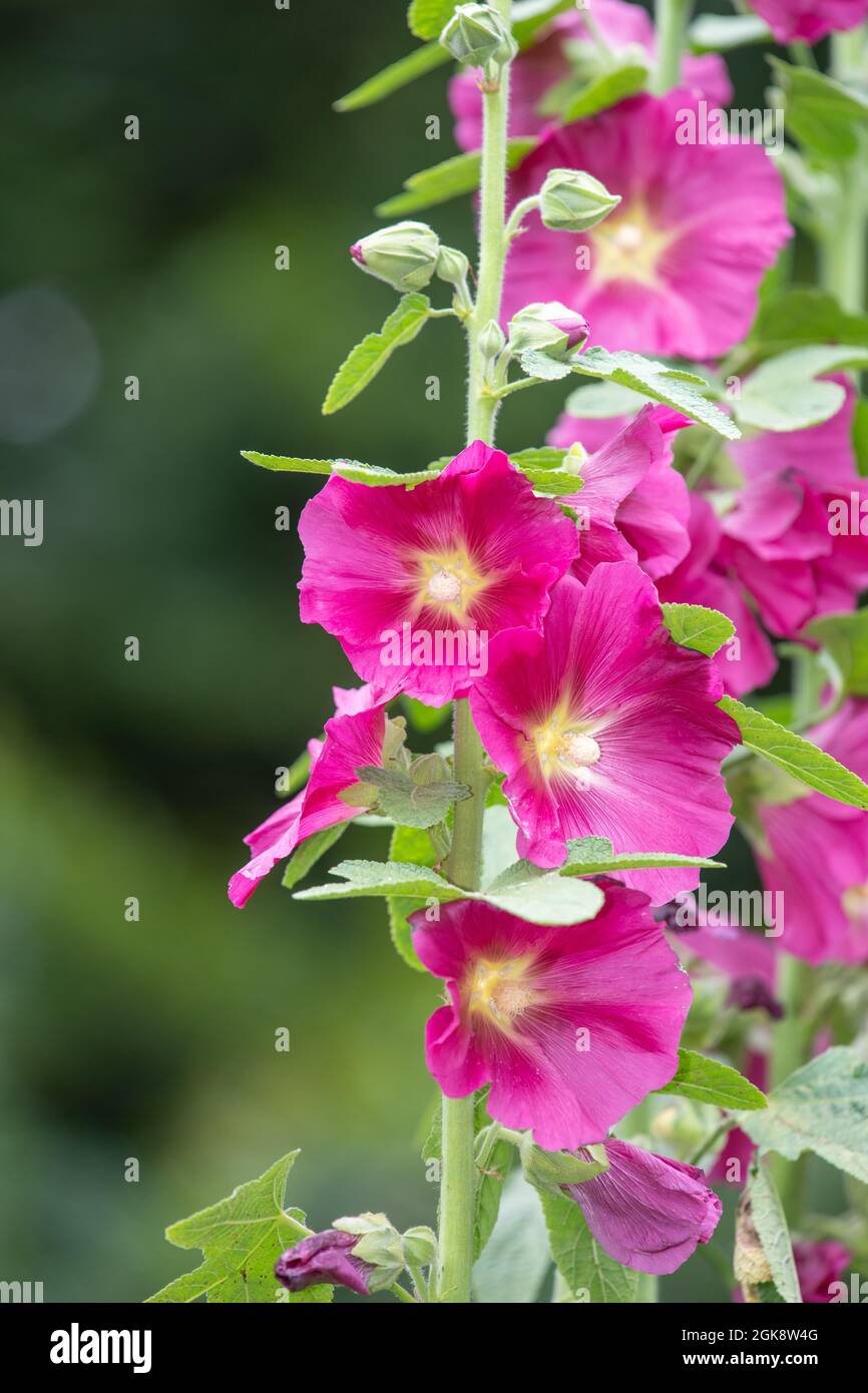 Close up of pink common hollyhock (alcea rosea) flowers in bloom Stock ...