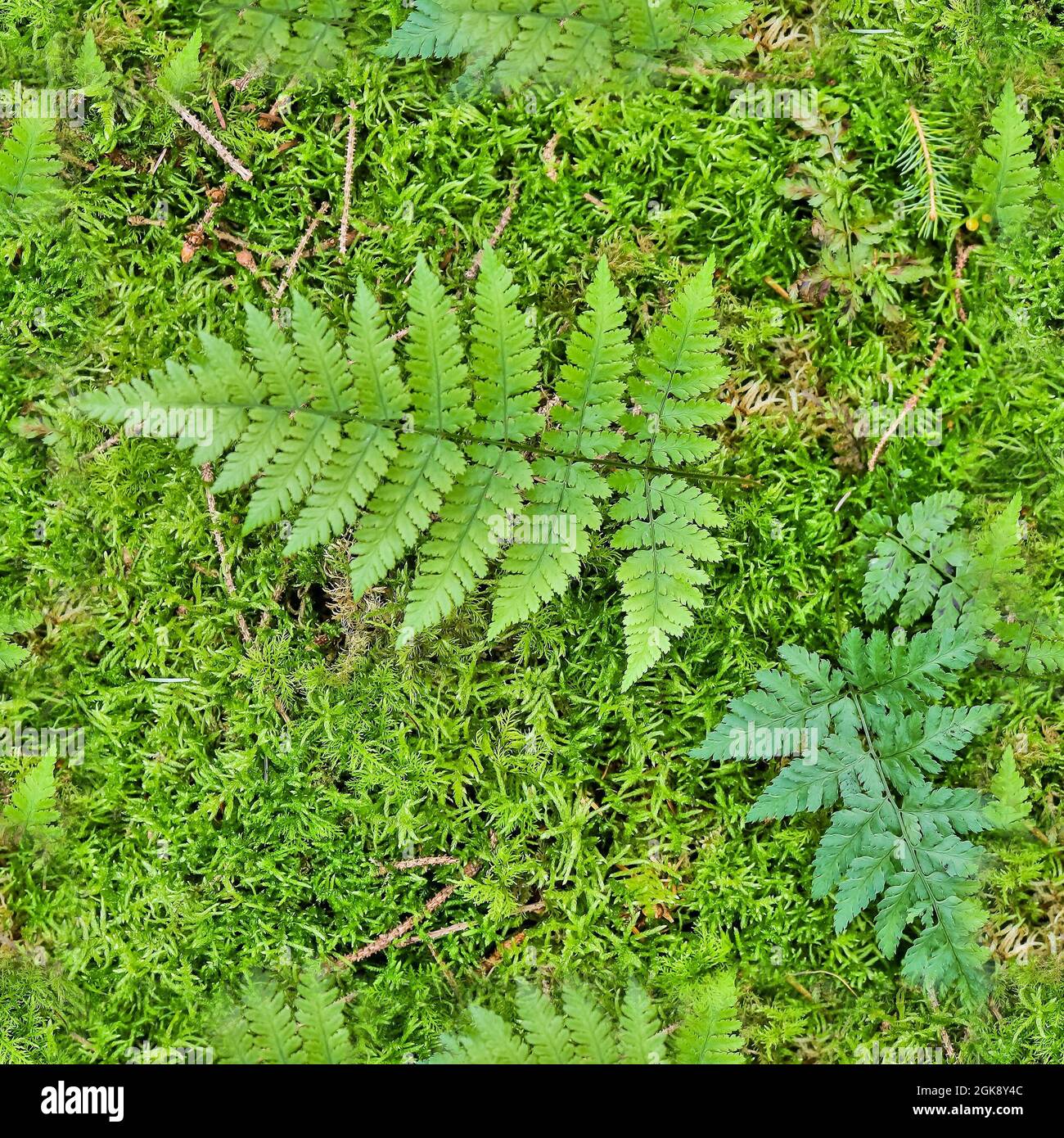 High resolution seamless texture of a forest ground with moss and nuts ...