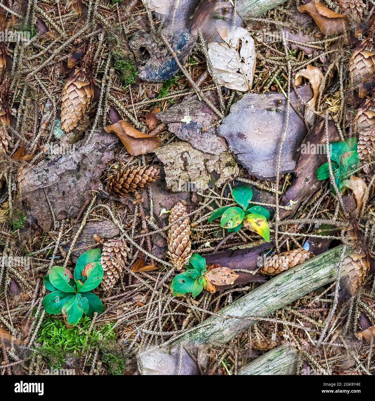 Moss Texture High Resolution