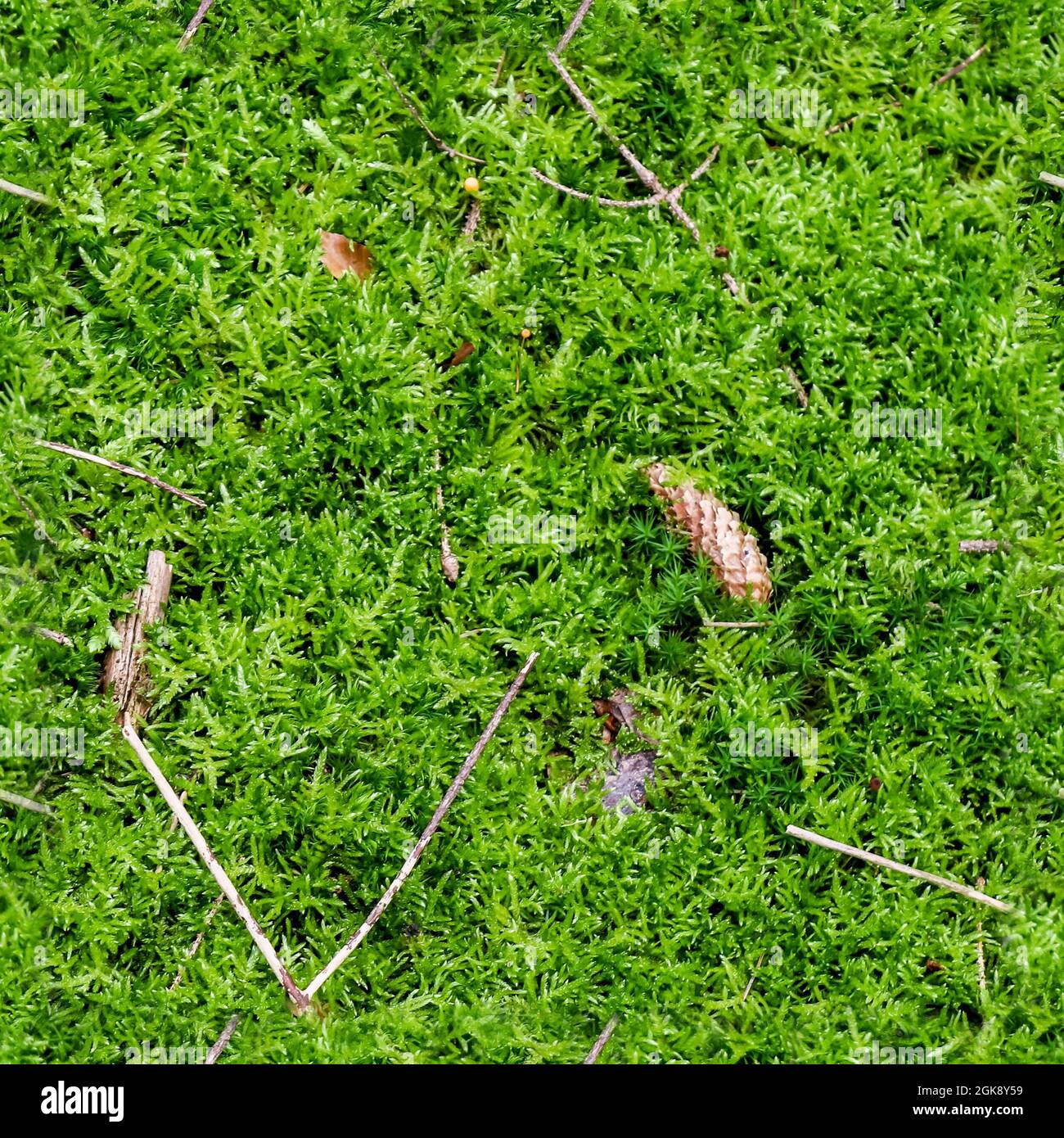 High resolution seamless texture of a forest ground with moss and nuts ...