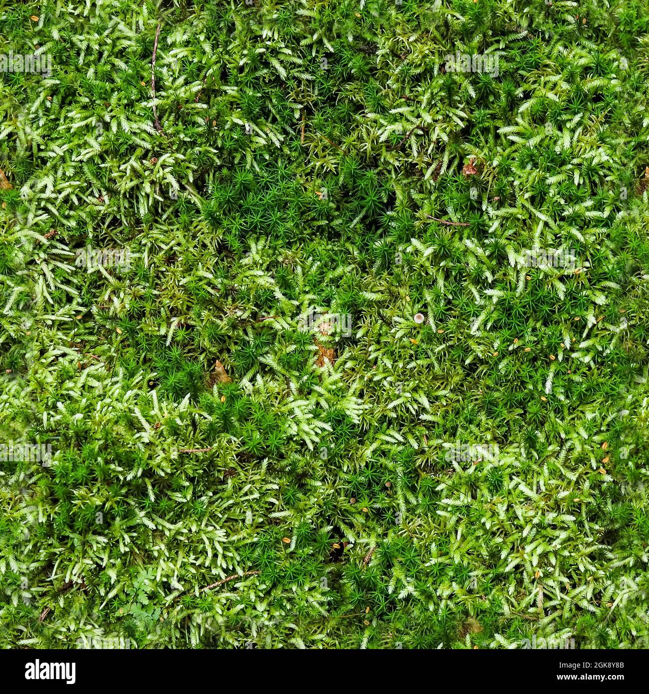 Forest Floor Texture Seamless