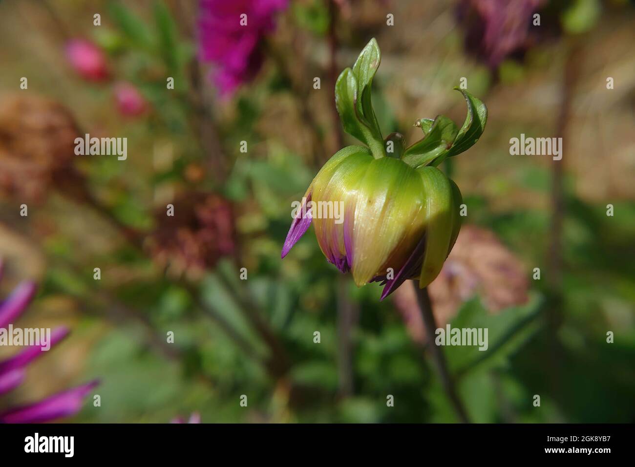 Nice rose flower bud in a garden Stock Photo - Alamy