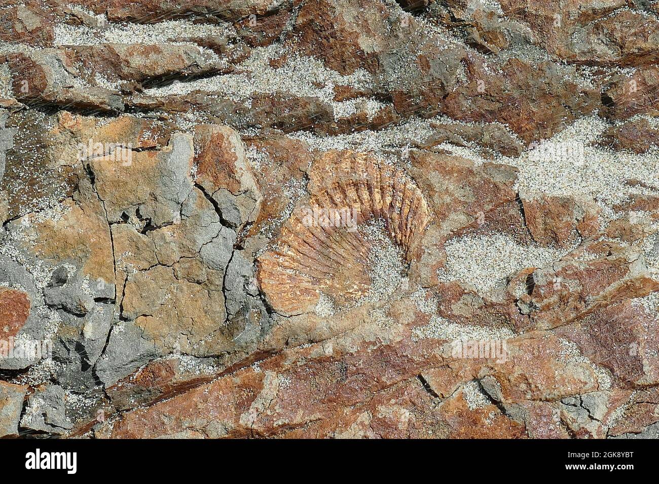 Fossil shell Oregon coast Stock Photo - Alamy