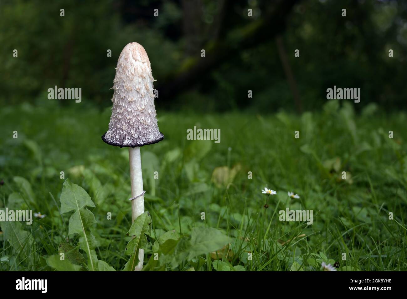 Ink fungus hi-res stock photography and images - Alamy